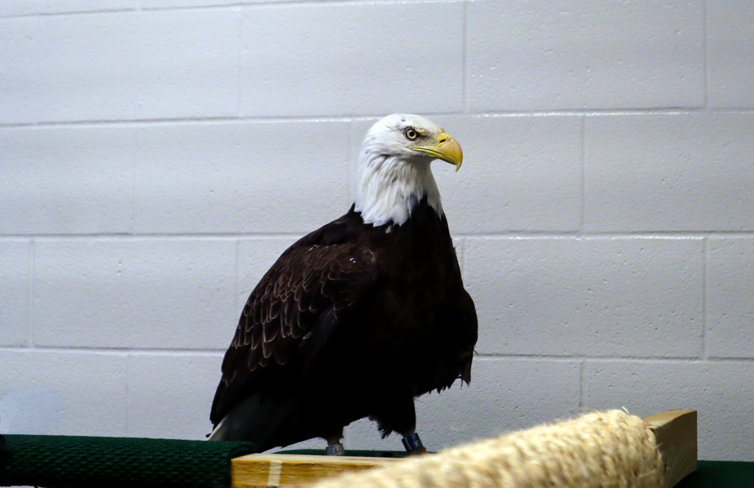 Fort Wayne Zoo to welcome Bald Eagle in patriotic summer debut ...